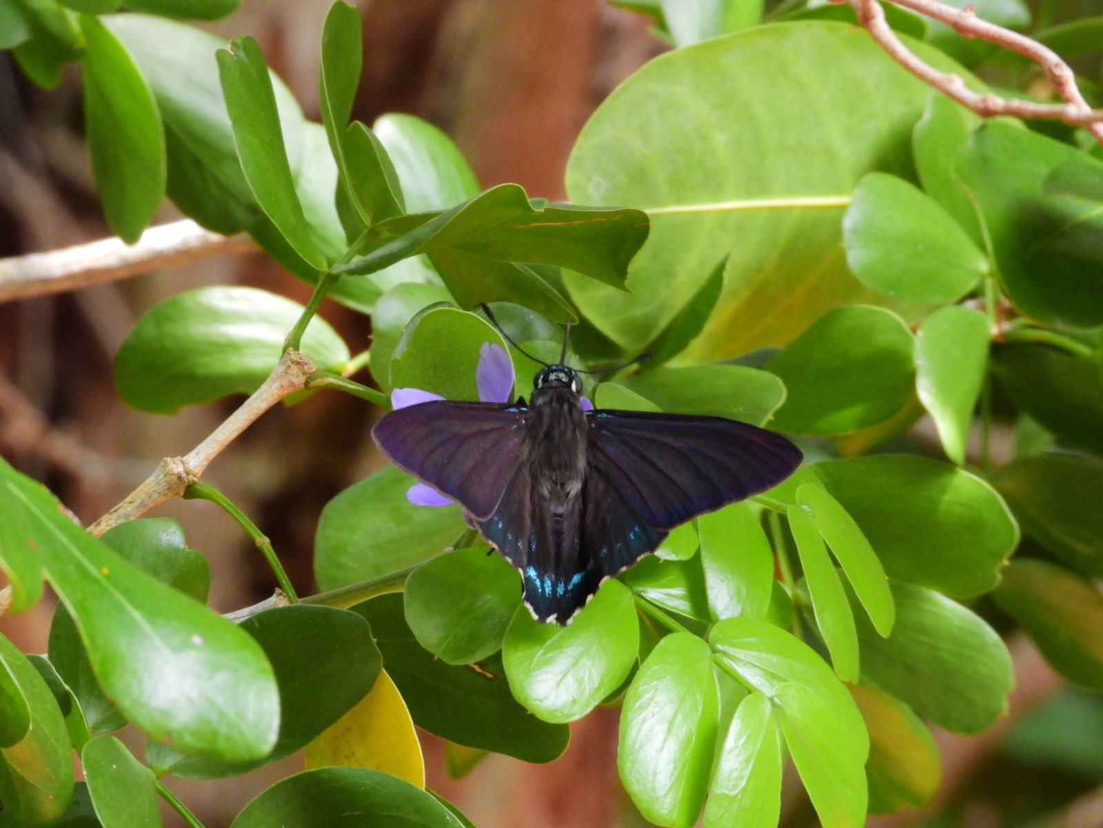 Recent sightings | NABA Butterfly Sightings