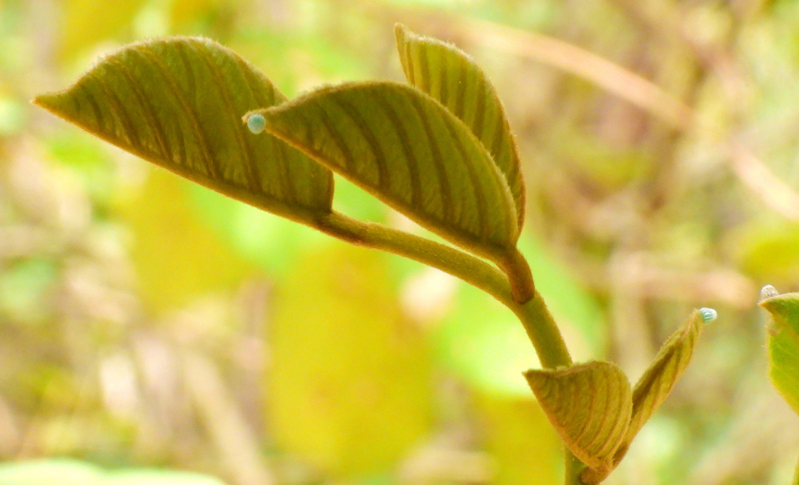 Recent sightings | NABA Butterfly Sightings