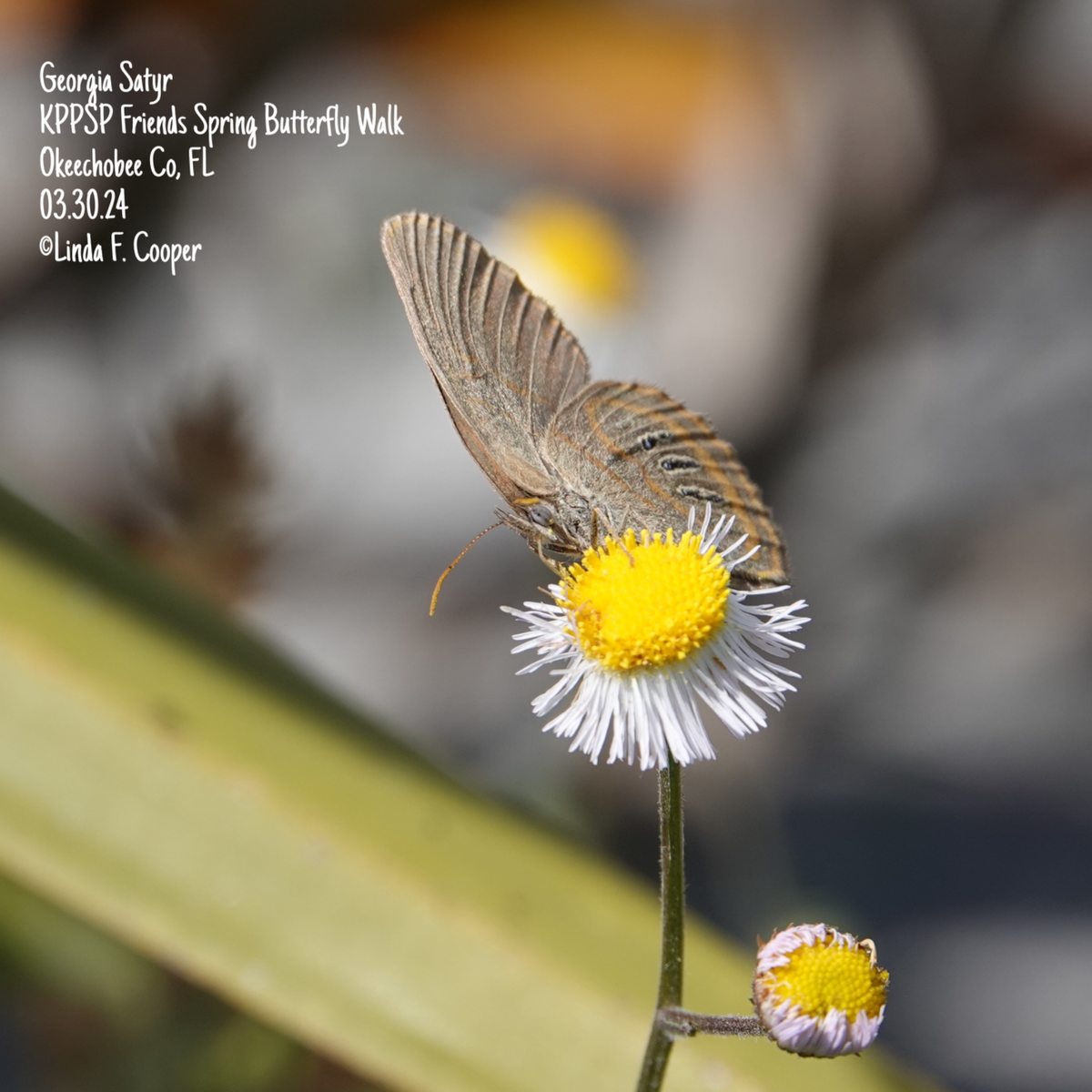 Recent sightings | NABA Butterfly Sightings