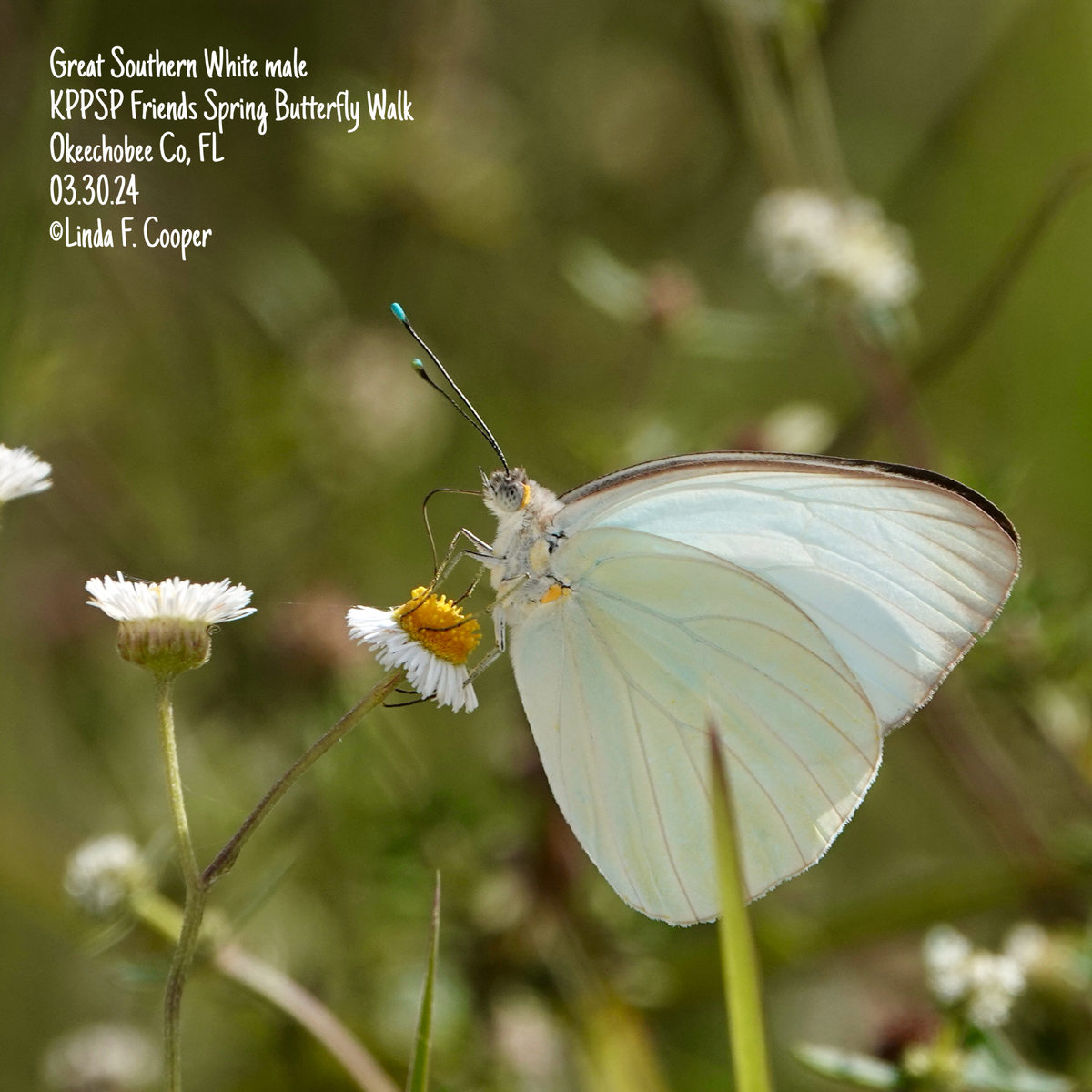 Recent sightings | NABA Butterfly Sightings