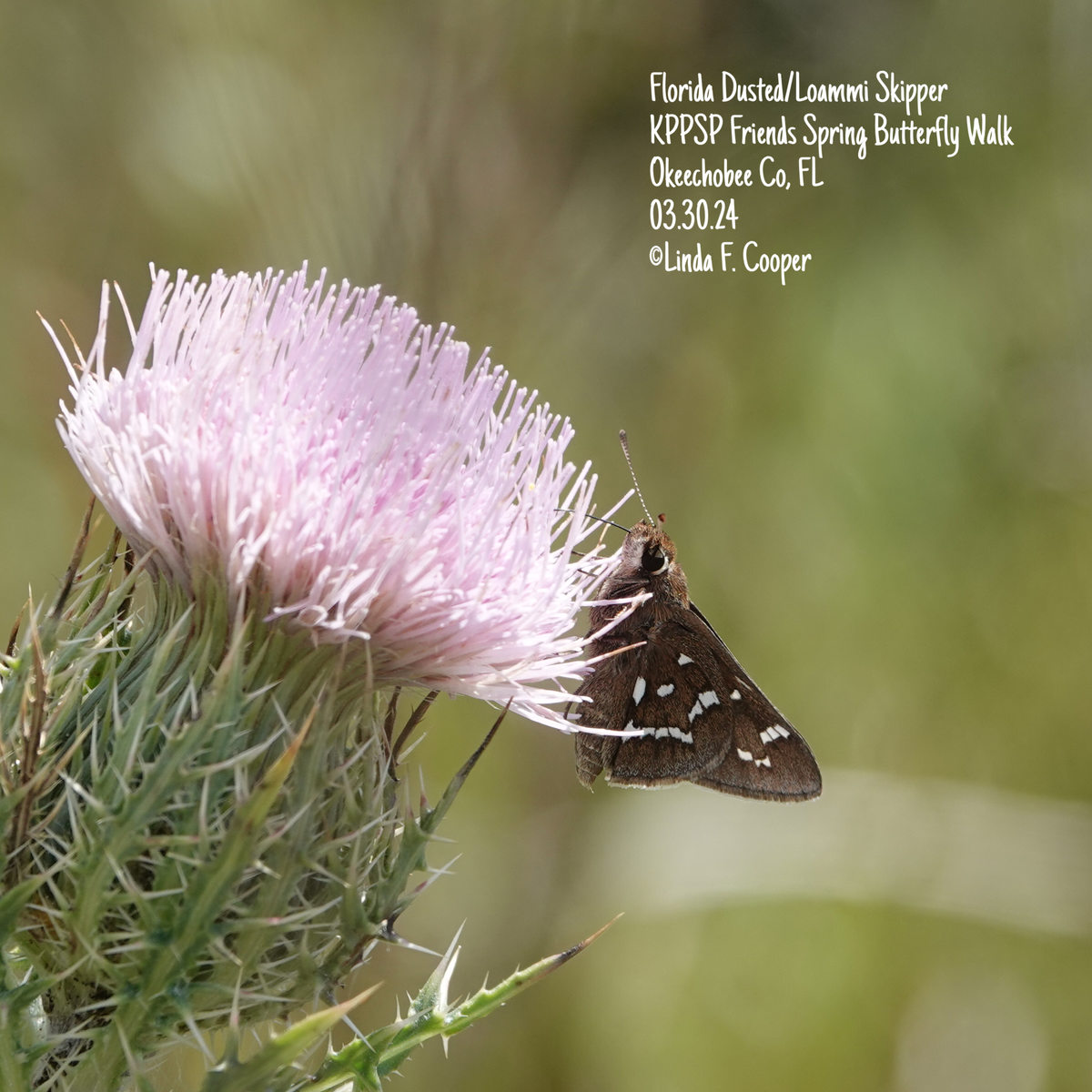 Recent sightings | NABA Butterfly Sightings