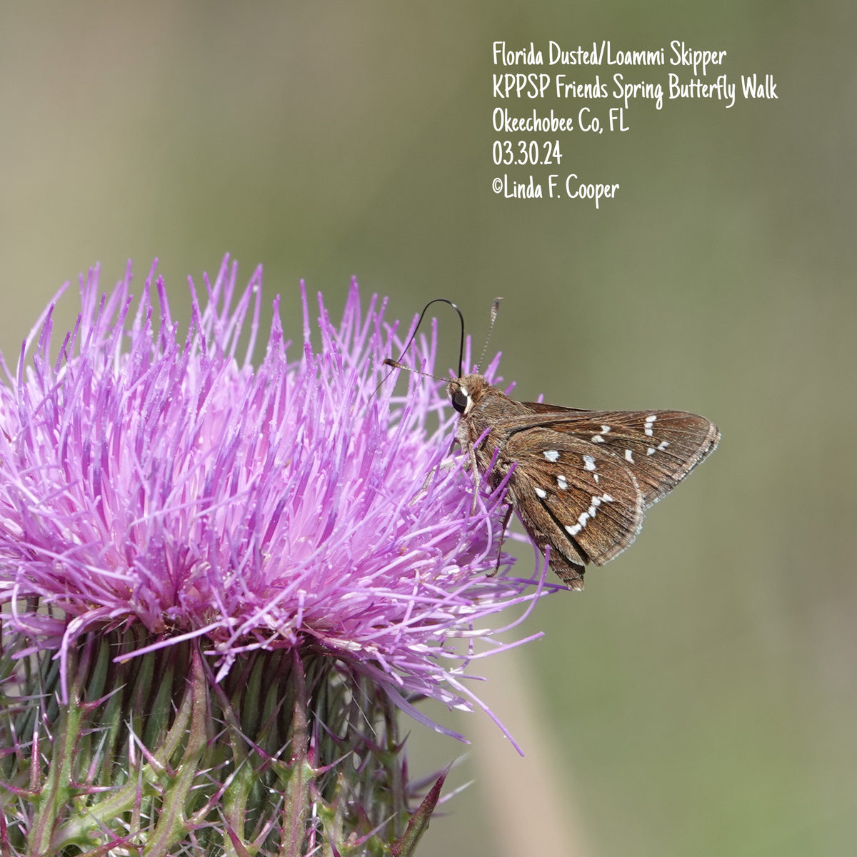 Recent sightings | NABA Butterfly Sightings