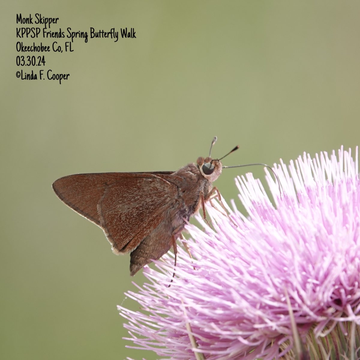 Recent sightings | NABA Butterfly Sightings