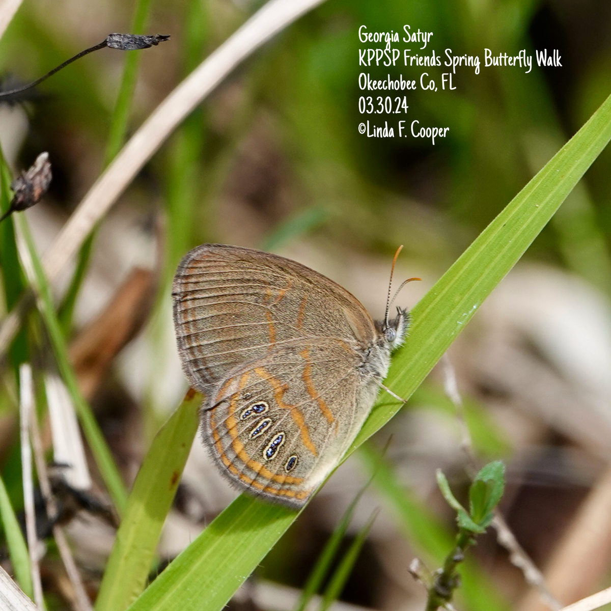 Recent sightings | NABA Butterfly Sightings