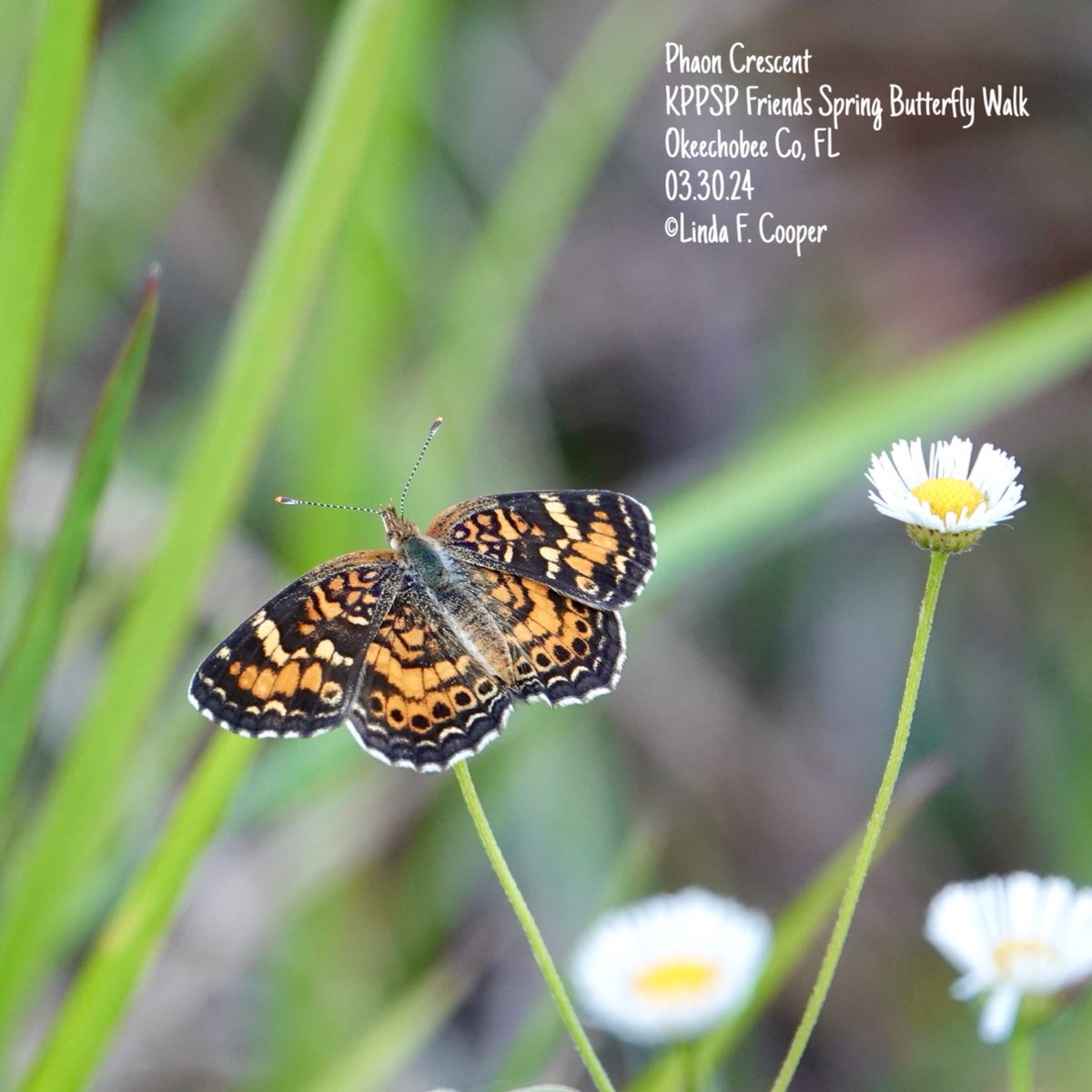Recent sightings | NABA Butterfly Sightings