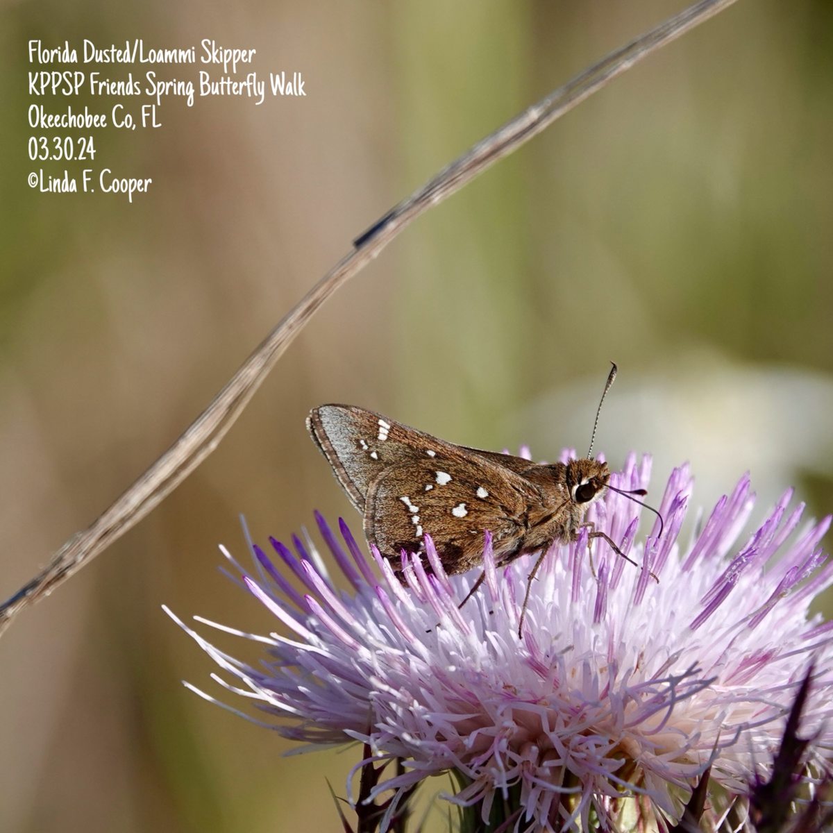 Recent sightings | NABA Butterfly Sightings