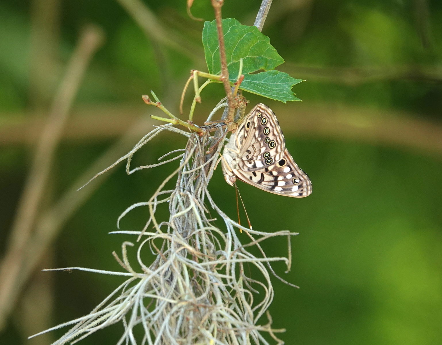 Recent sightings | NABA Butterfly Sightings