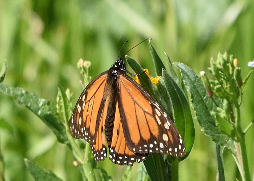 Recent sightings | NABA Butterfly Sightings