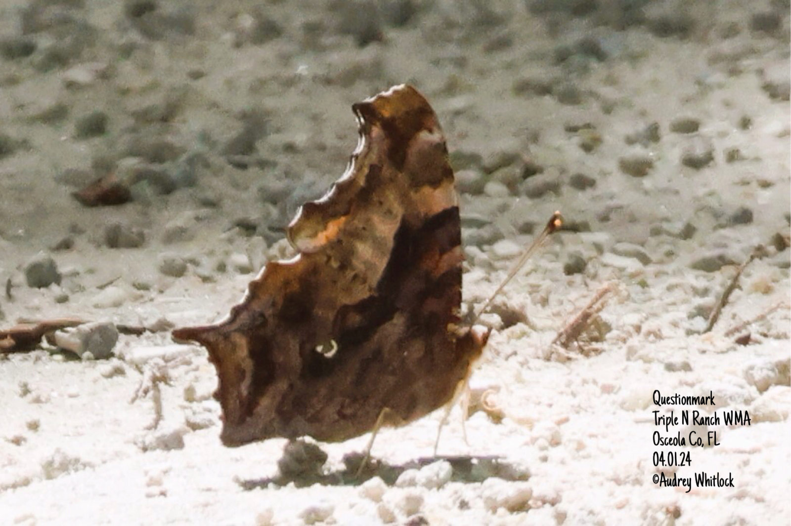 Recent sightings | NABA Butterfly Sightings