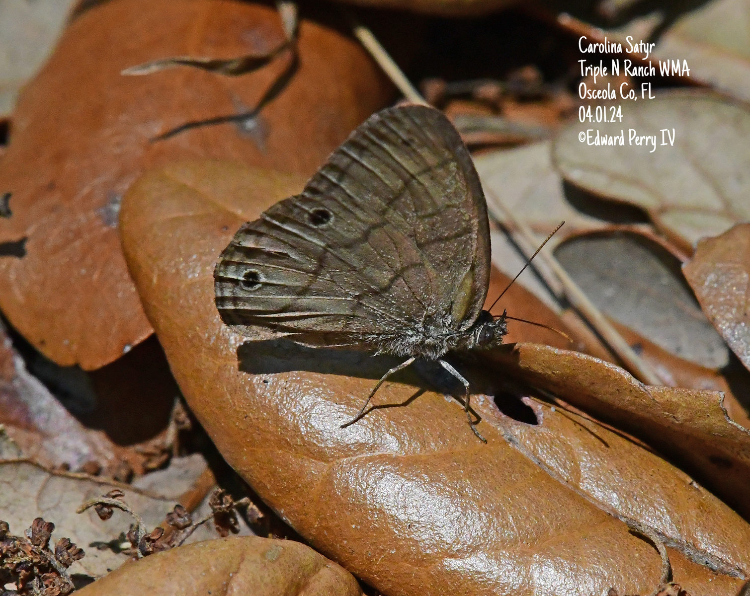 Recent sightings | NABA Butterfly Sightings