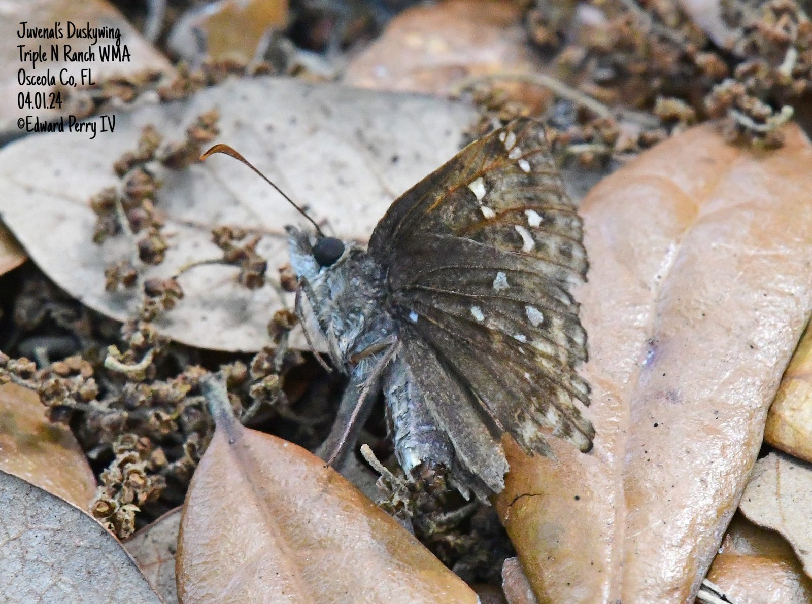 Recent sightings | NABA Butterfly Sightings