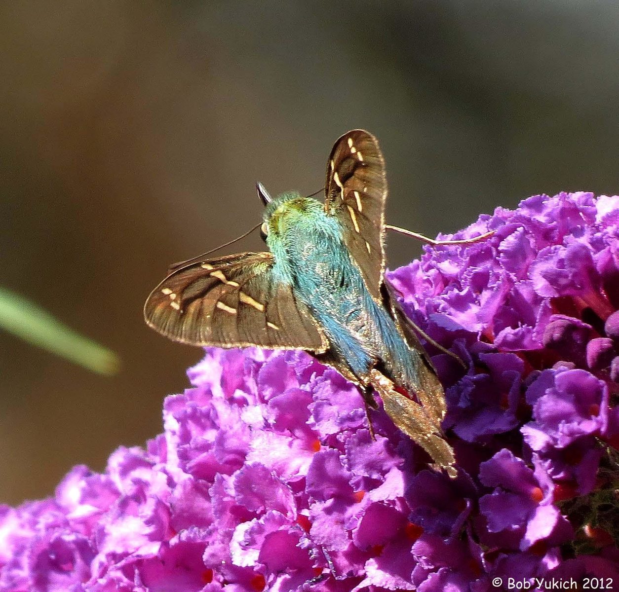 Sightings for October 2012 | NABA Butterfly Sightings