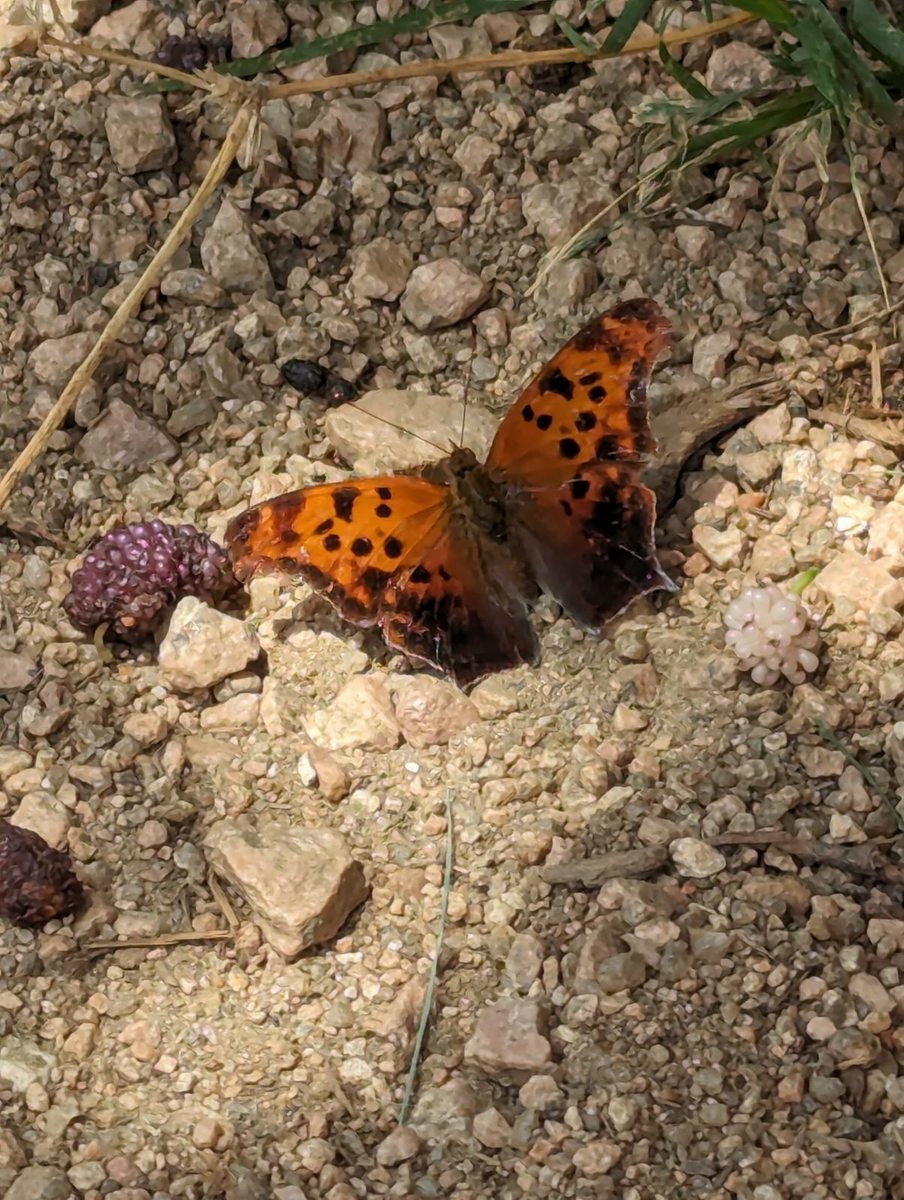 Recent sightings | NABA Butterfly Sightings