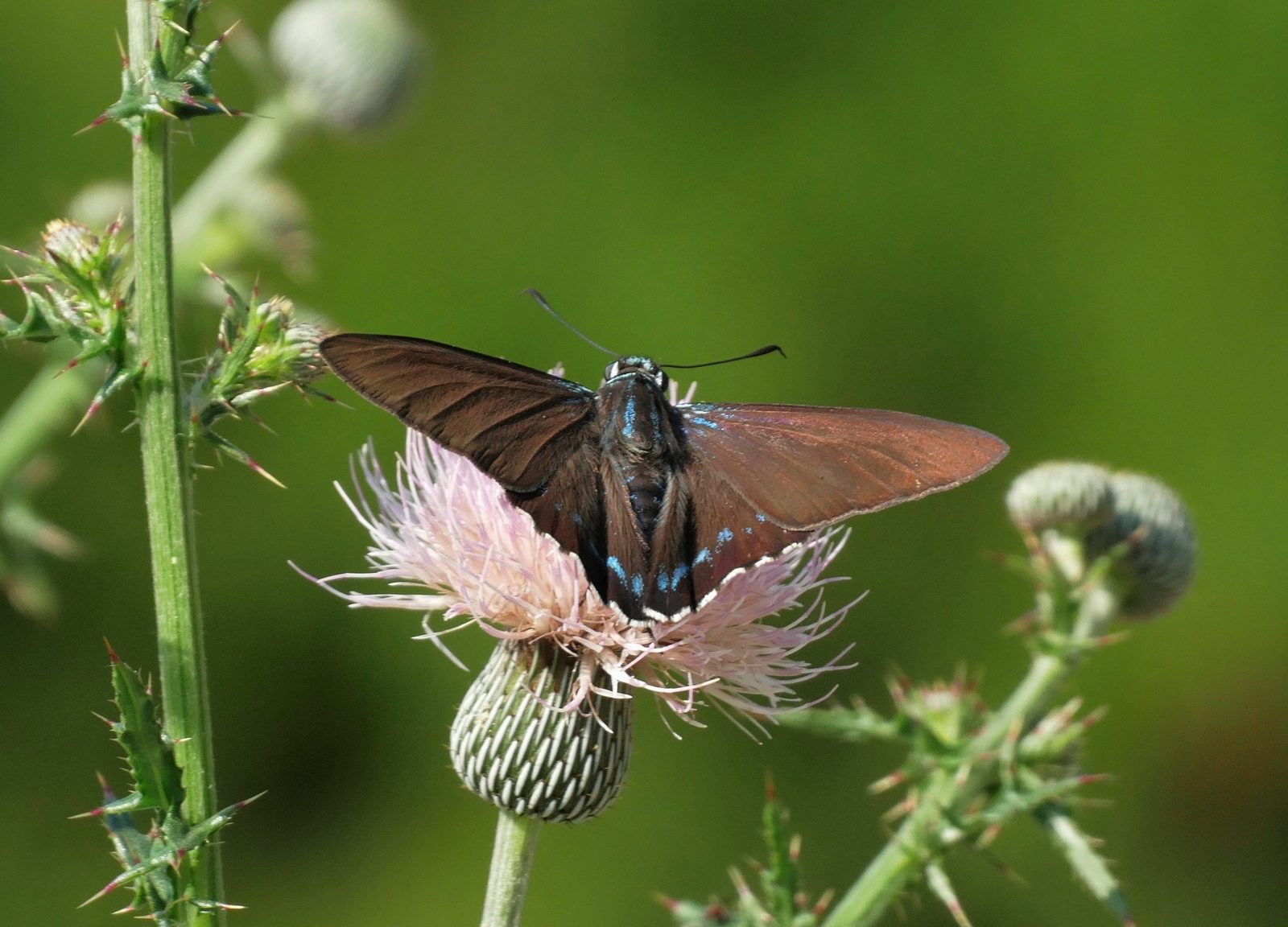 Recent sightings | NABA Butterfly Sightings