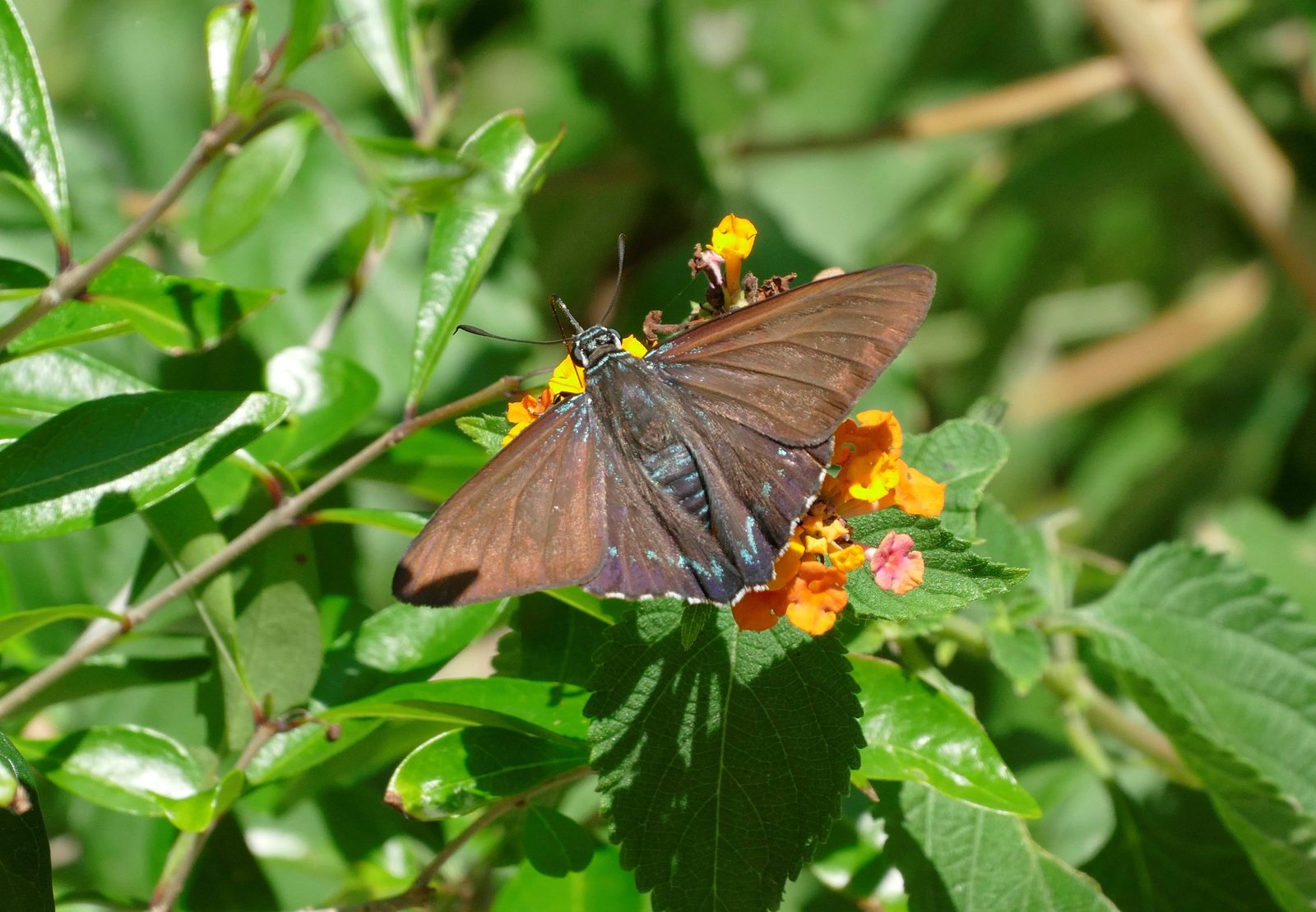 Recent sightings | NABA Butterfly Sightings