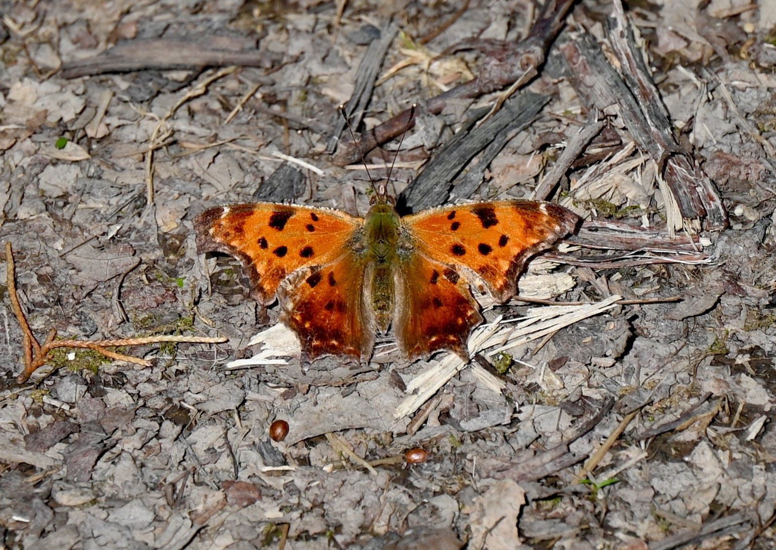 Recent sightings | NABA Butterfly Sightings