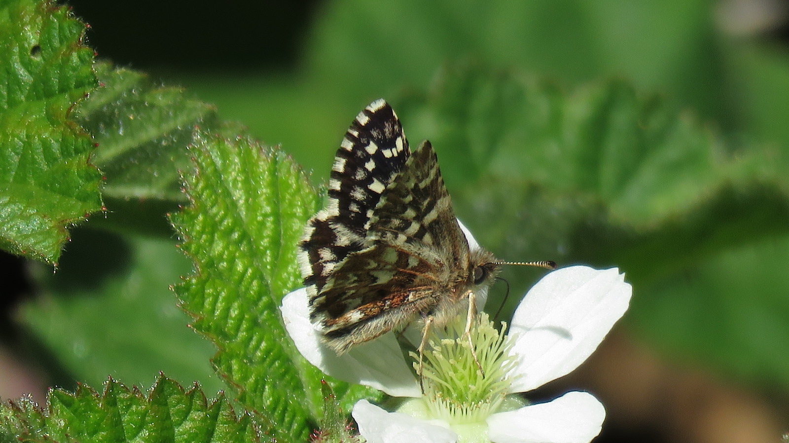 Recent sightings | NABA Butterfly Sightings