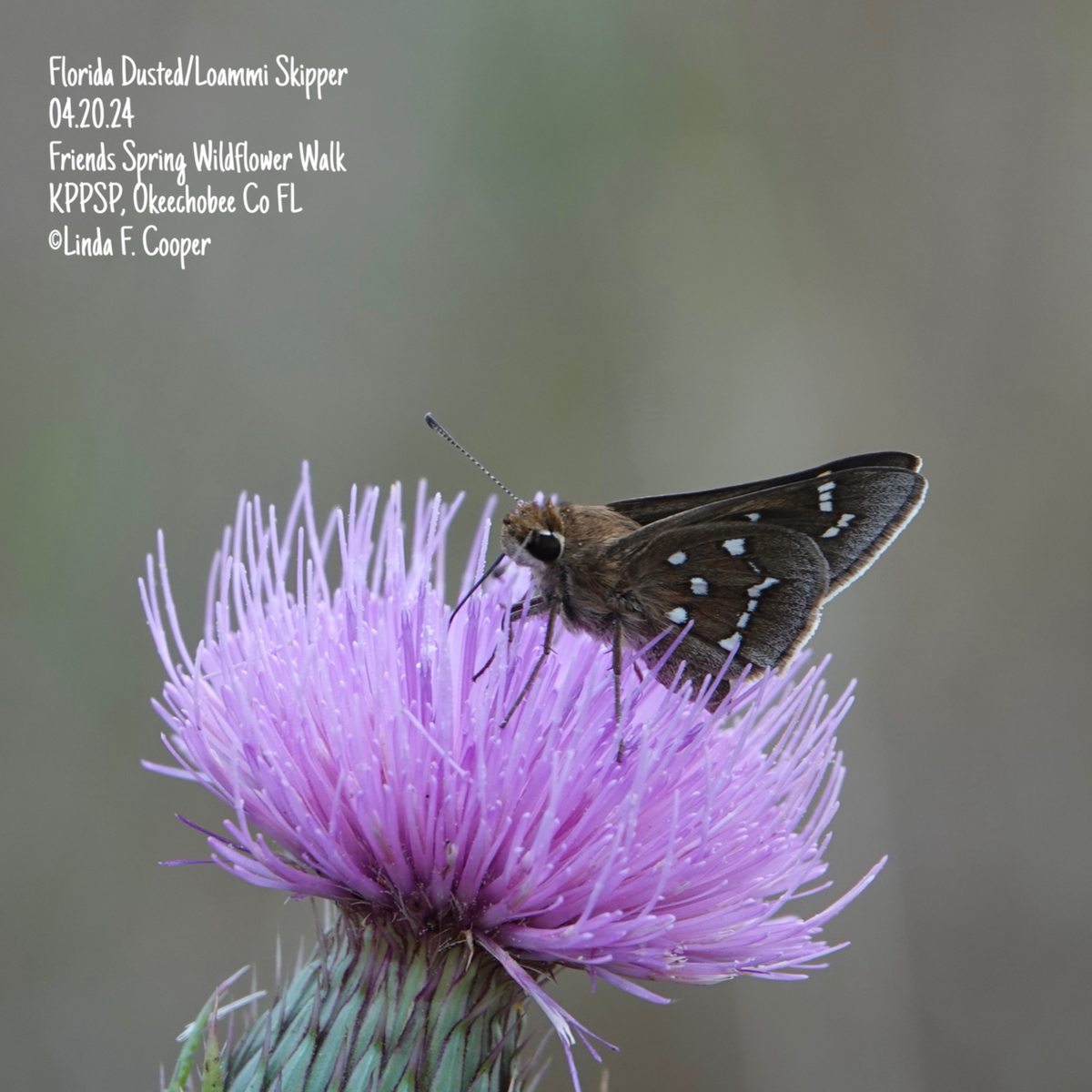 Recent sightings | NABA Butterfly Sightings