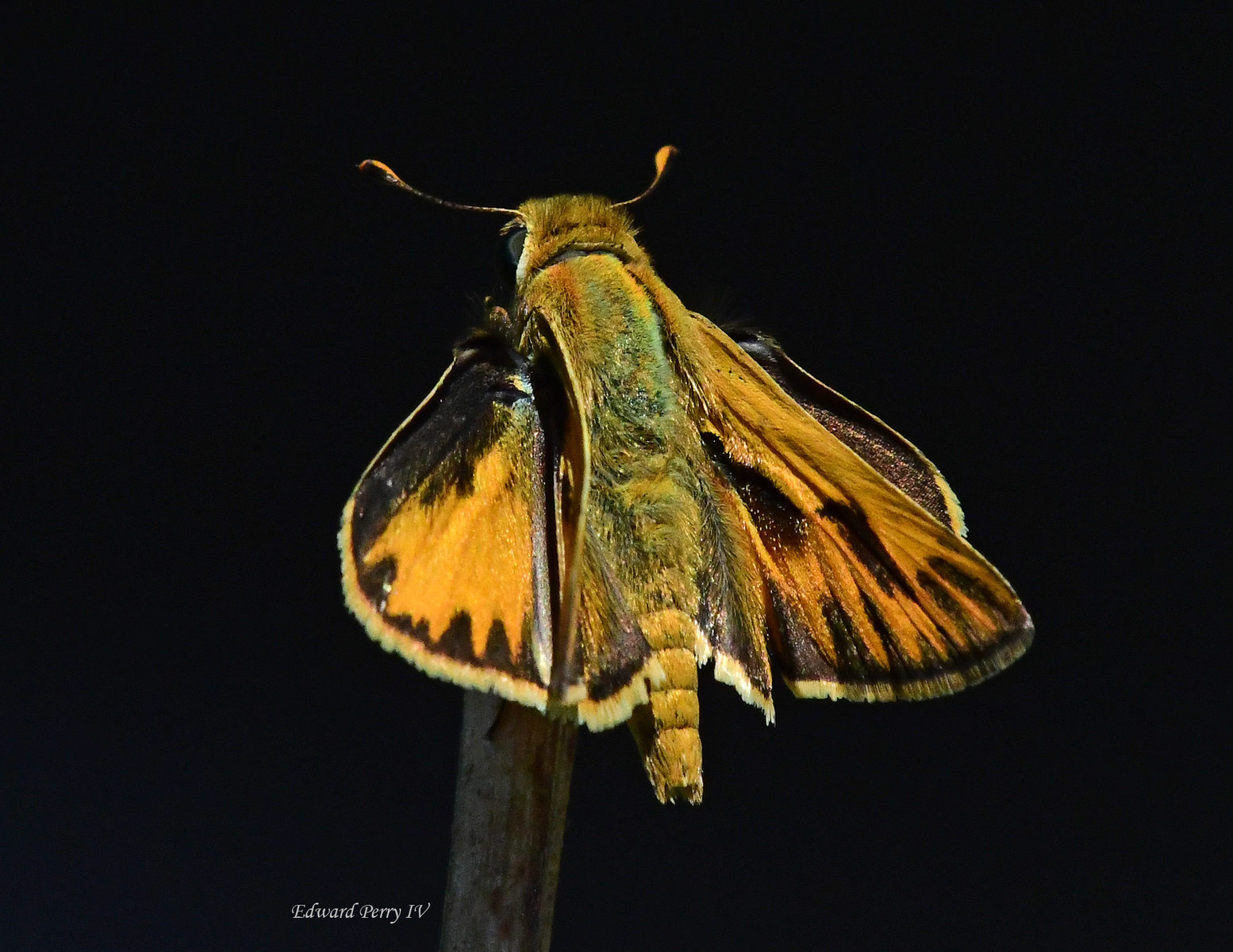 Recent sightings | NABA Butterfly Sightings