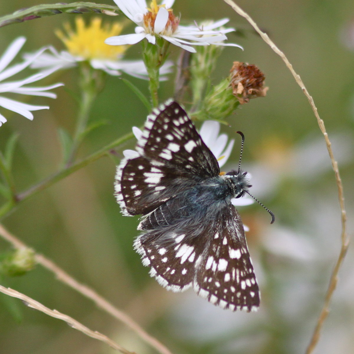 Sightings for October 2012 | NABA Butterfly Sightings