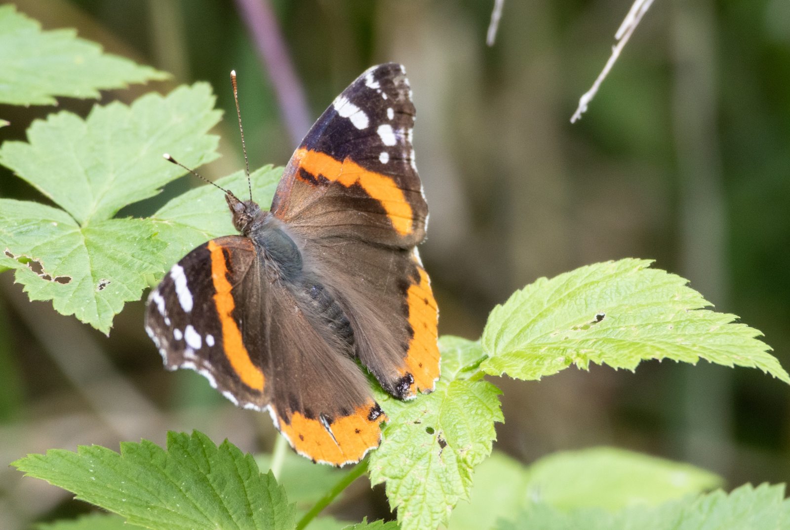 Recent sightings | NABA Butterfly Sightings