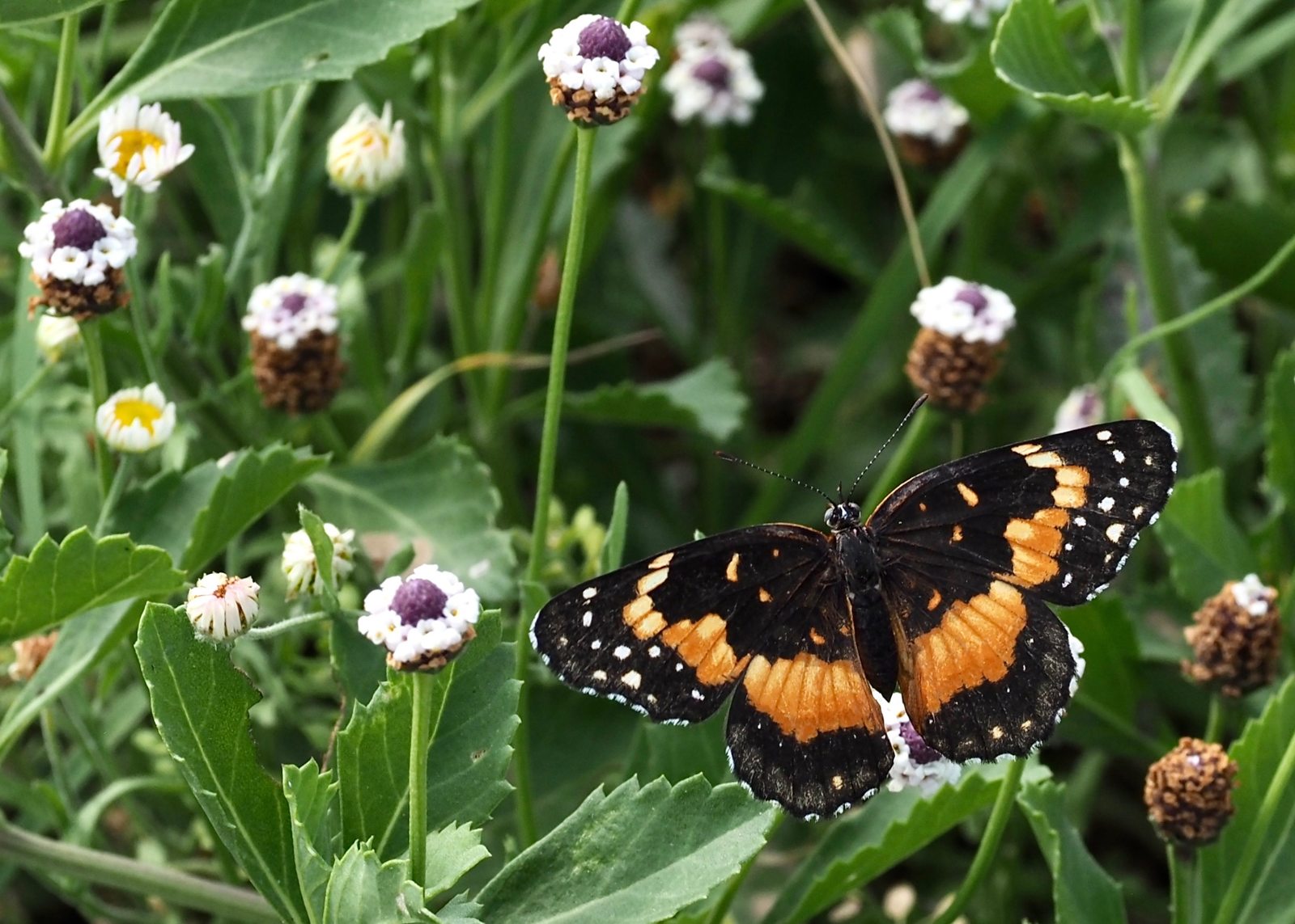 Recent sightings | NABA Butterfly Sightings