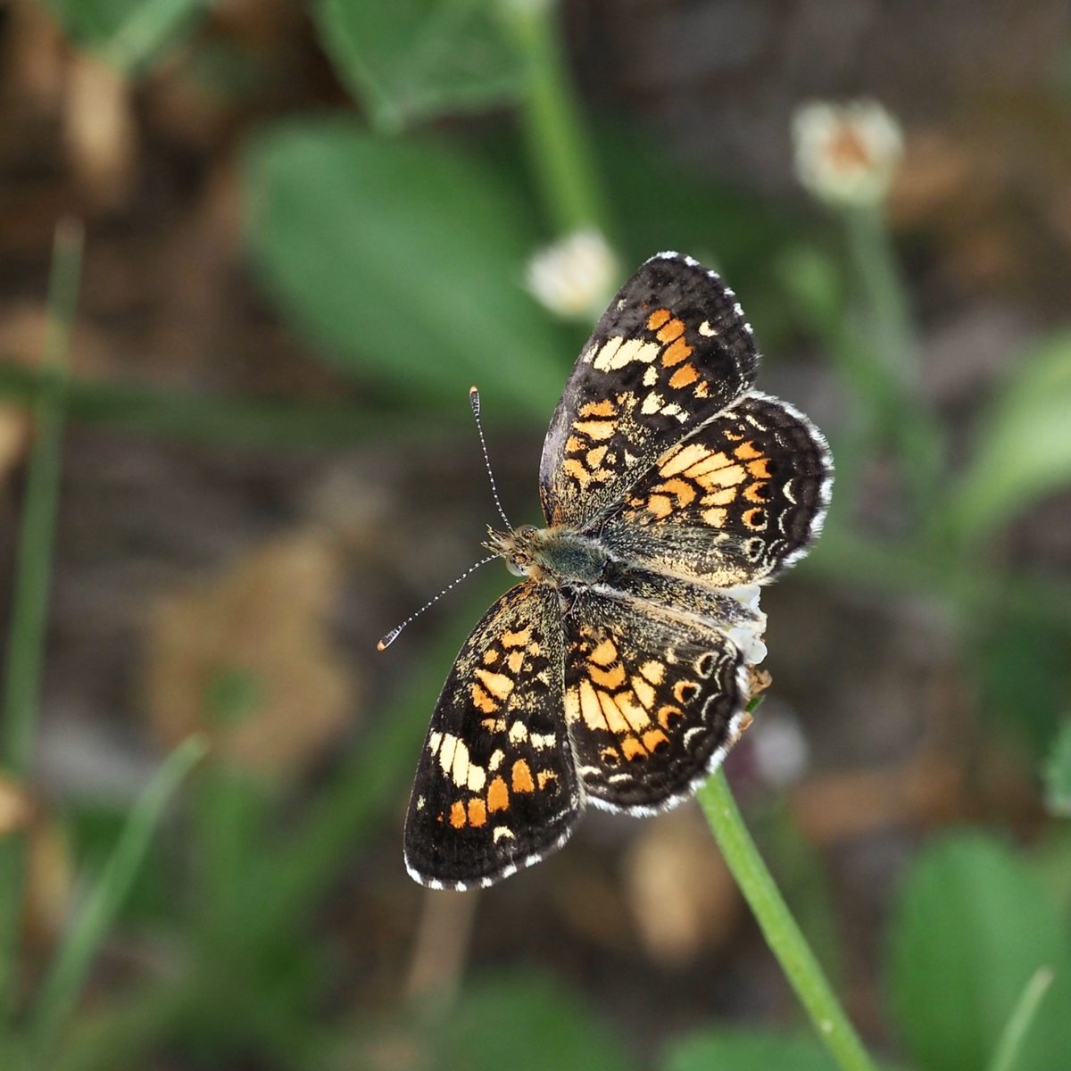Recent sightings | NABA Butterfly Sightings