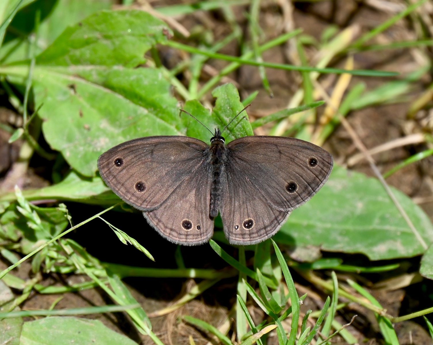 Recent sightings | NABA Butterfly Sightings
