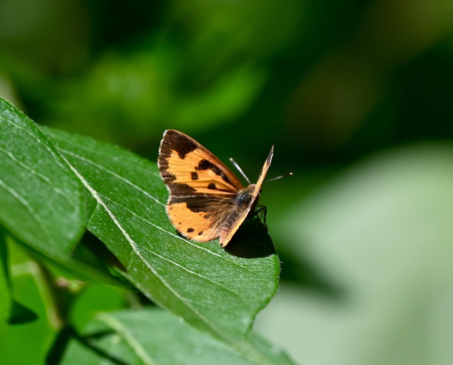 Recent sightings | NABA Butterfly Sightings