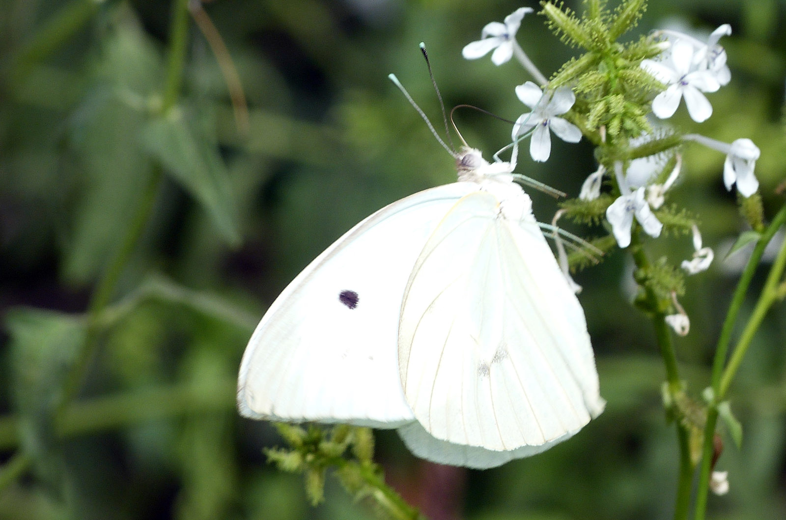Sightings for October 2012 | NABA Butterfly Sightings