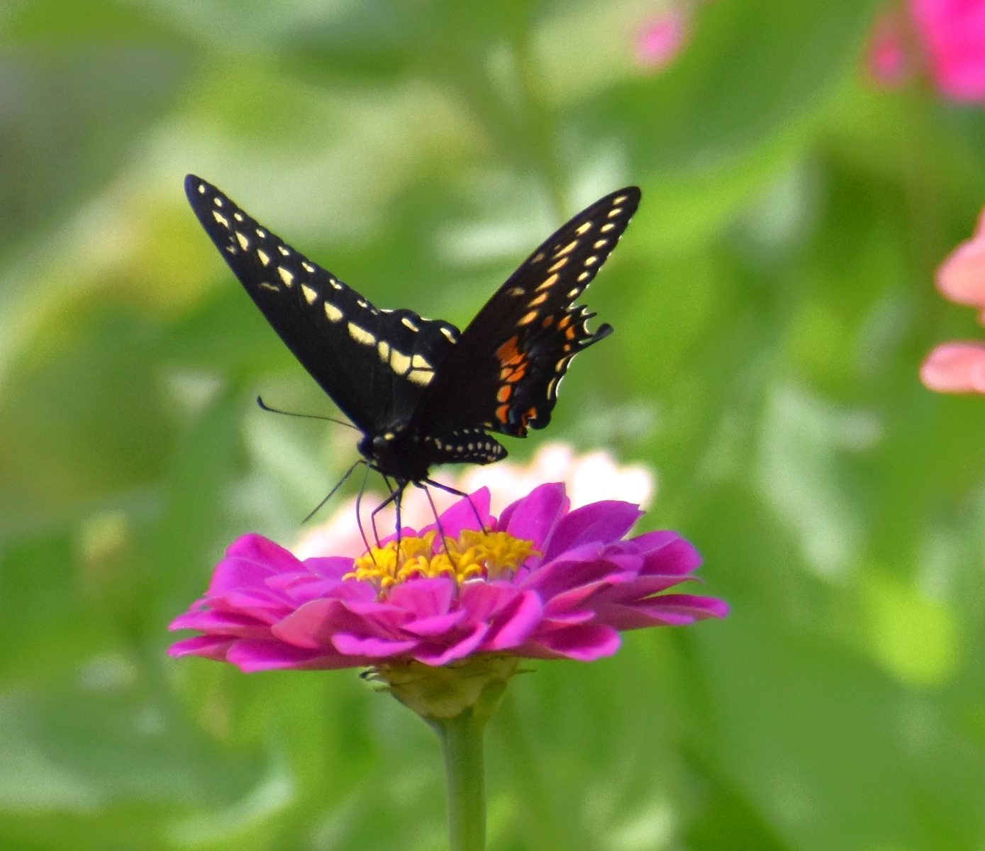 Recent sightings | NABA Butterfly Sightings