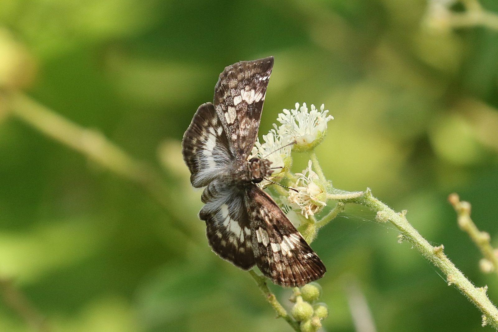 Recent sightings | NABA Butterfly Sightings