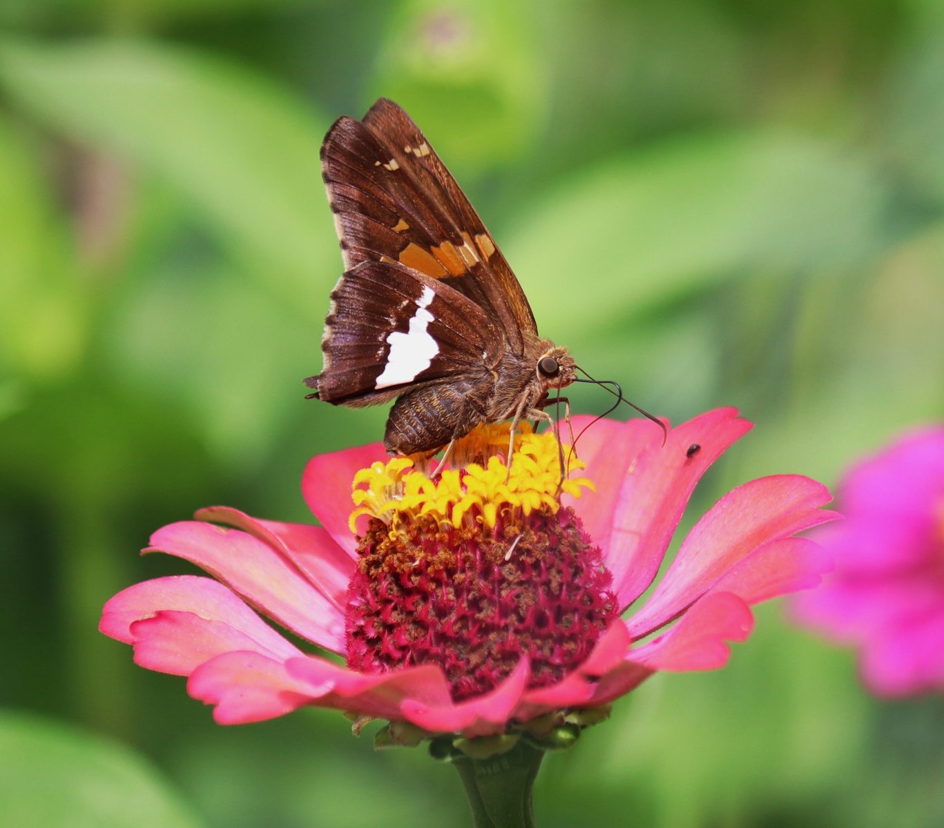 Recent sightings | NABA Butterfly Sightings