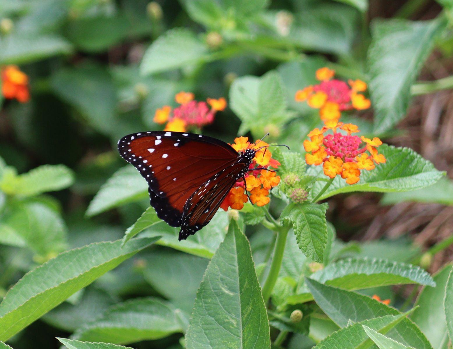 Recent sightings | NABA Butterfly Sightings