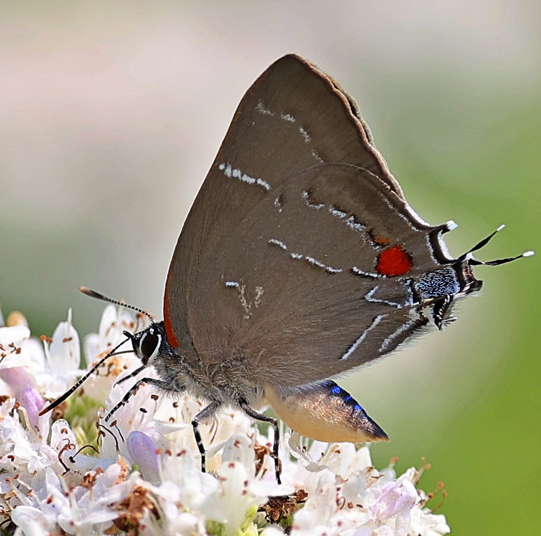 Recent sightings | NABA Butterfly Sightings