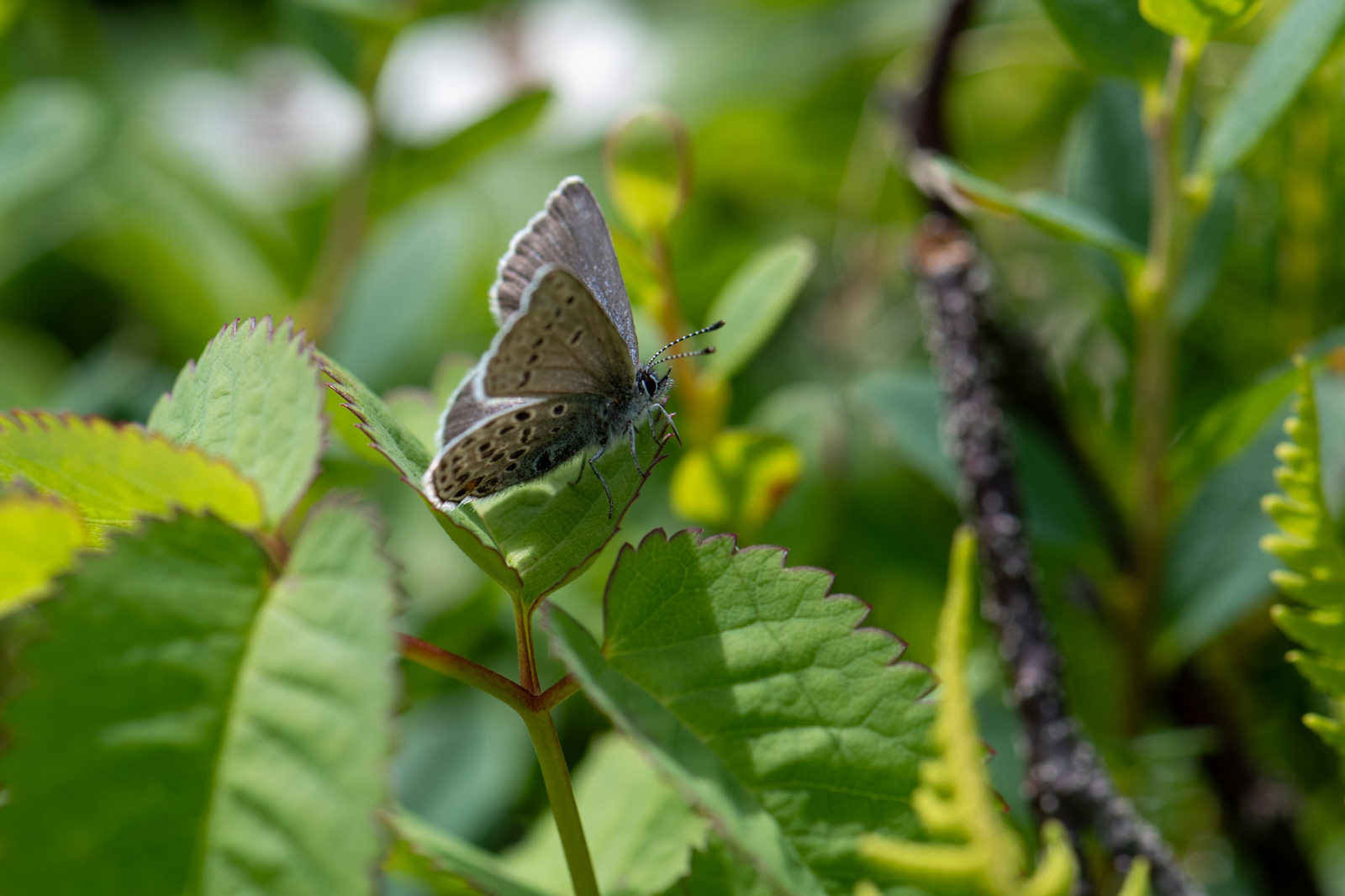 Recent sightings | NABA Butterfly Sightings