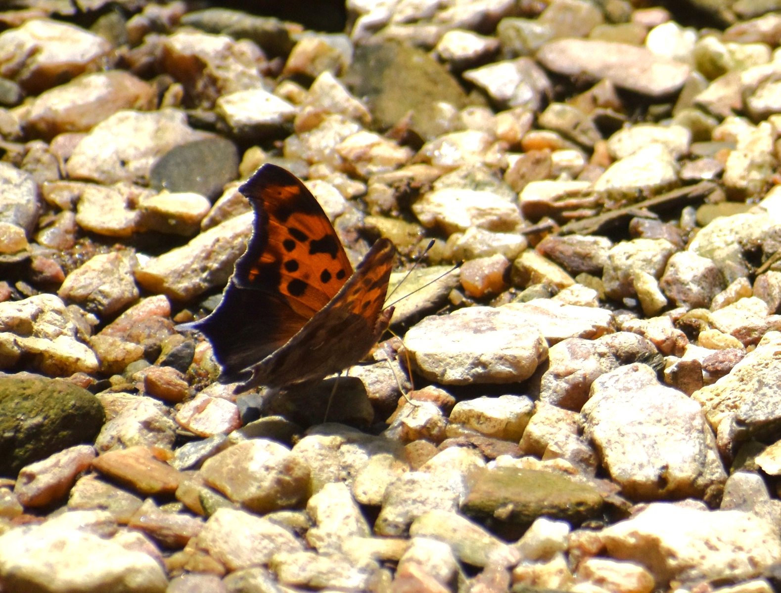 Recent sightings | NABA Butterfly Sightings