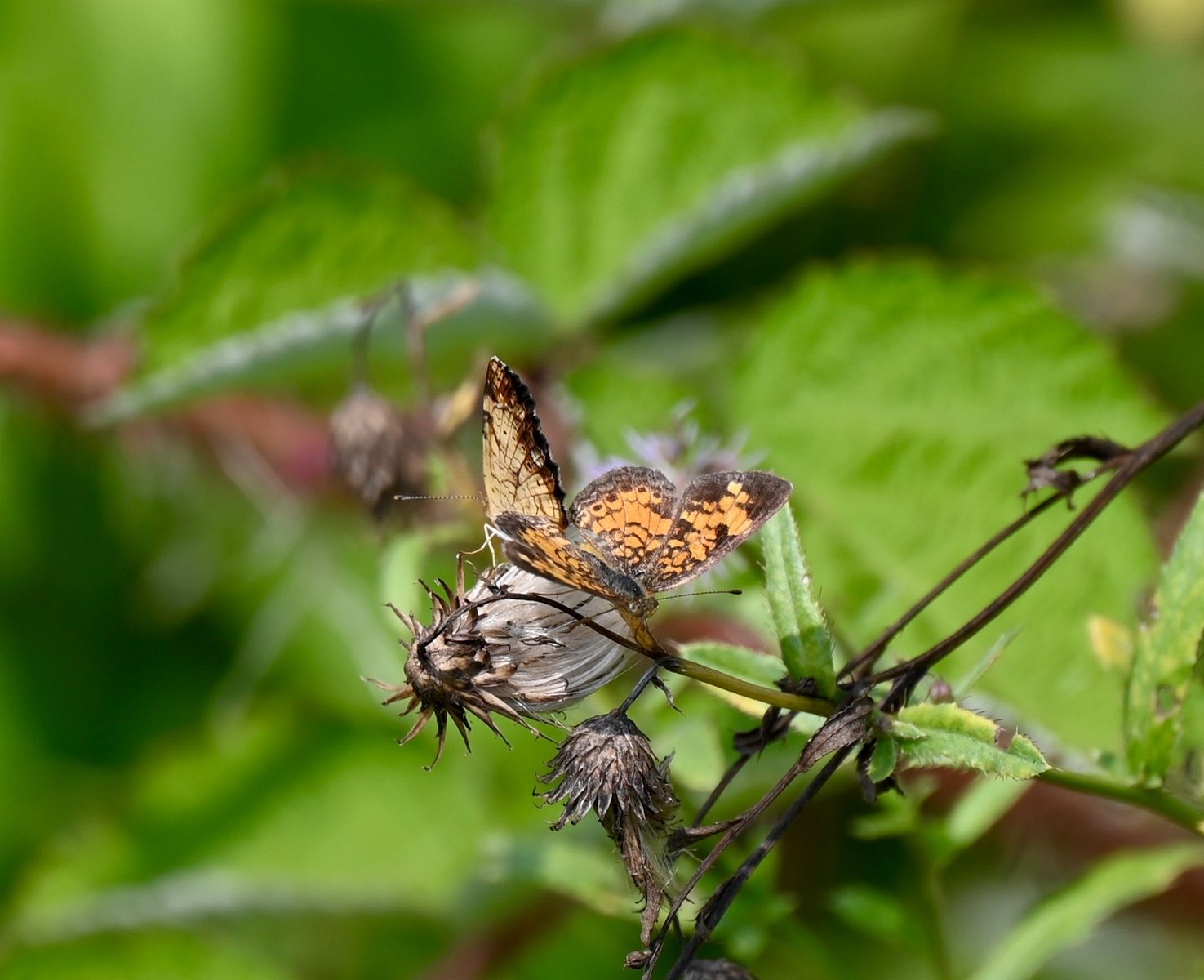 Recent sightings | NABA Butterfly Sightings
