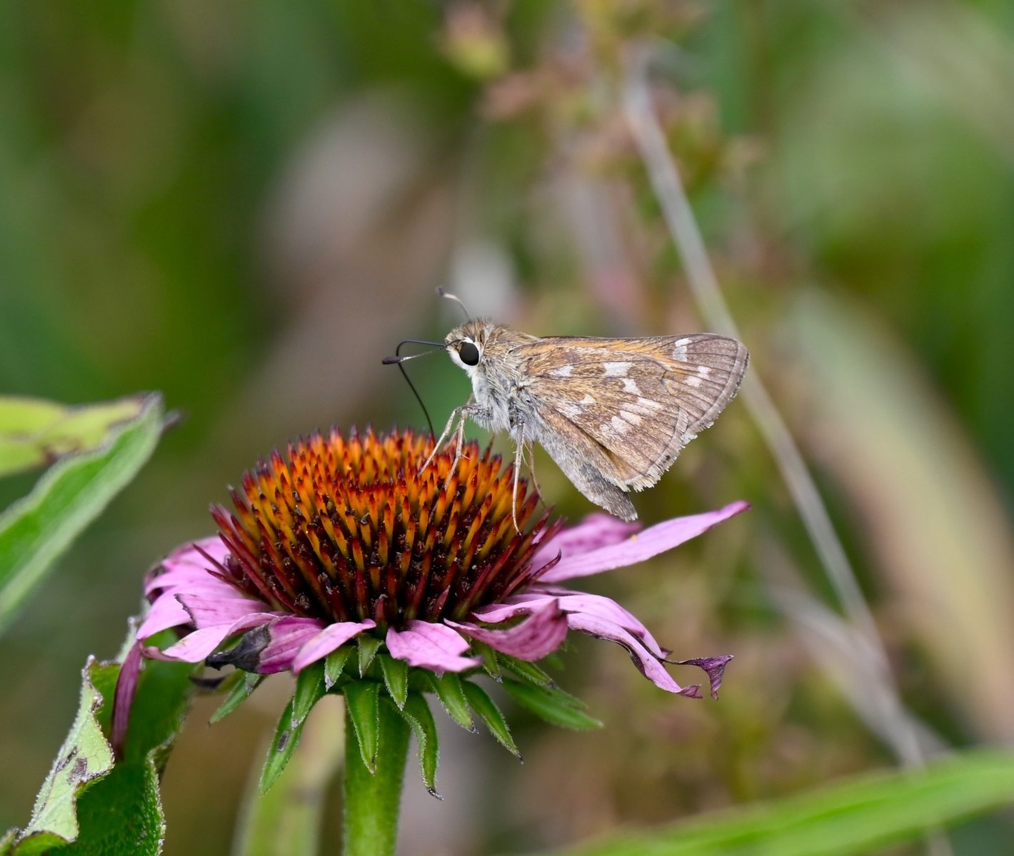 Recent sightings | NABA Butterfly Sightings