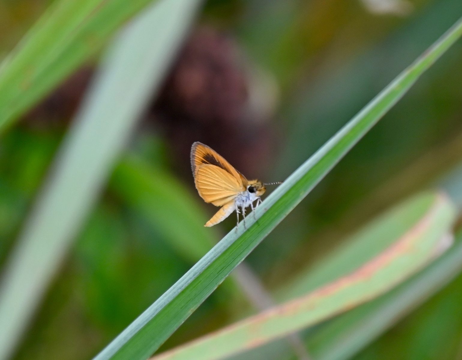Recent sightings | NABA Butterfly Sightings