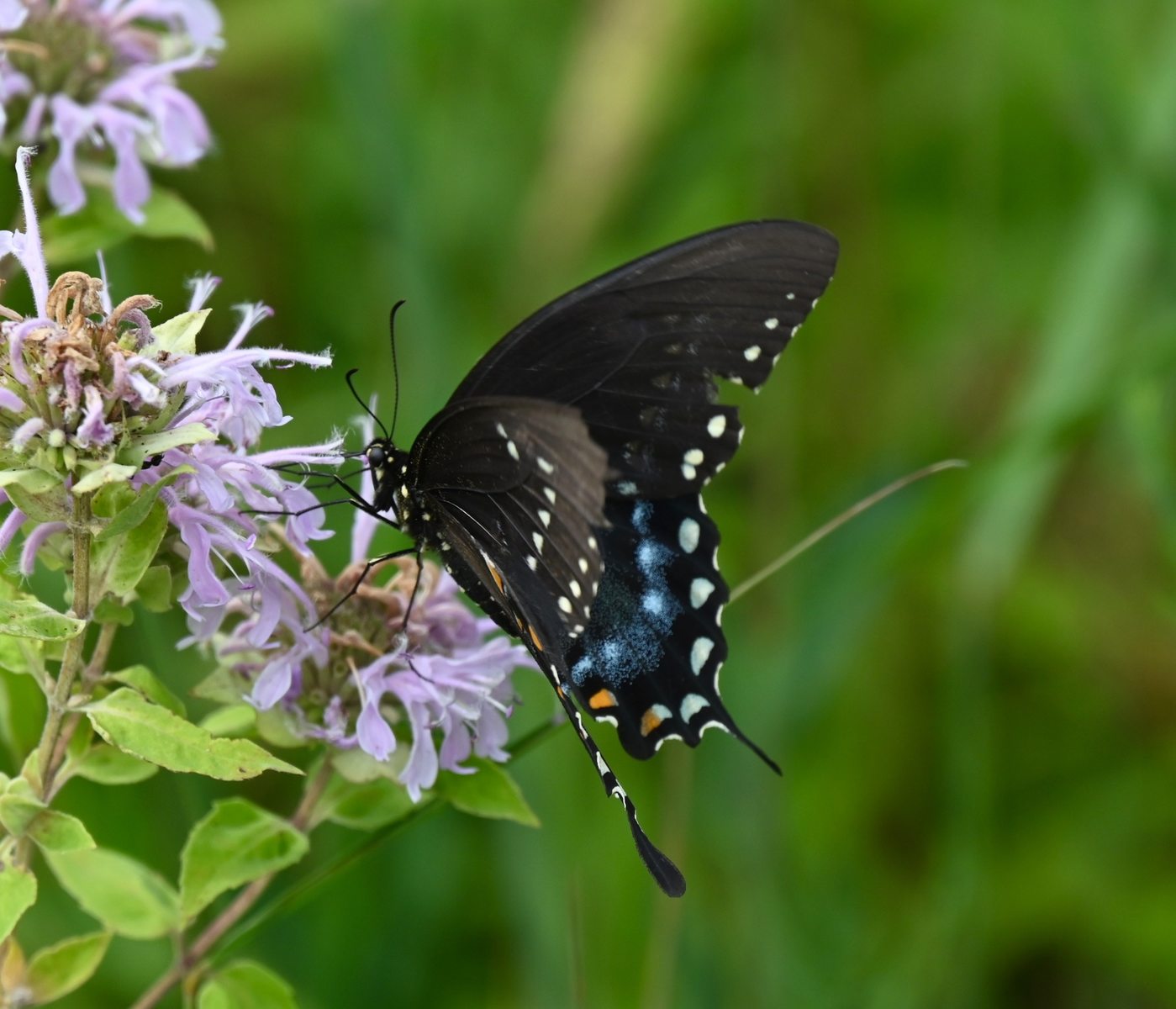 Recent sightings | NABA Butterfly Sightings
