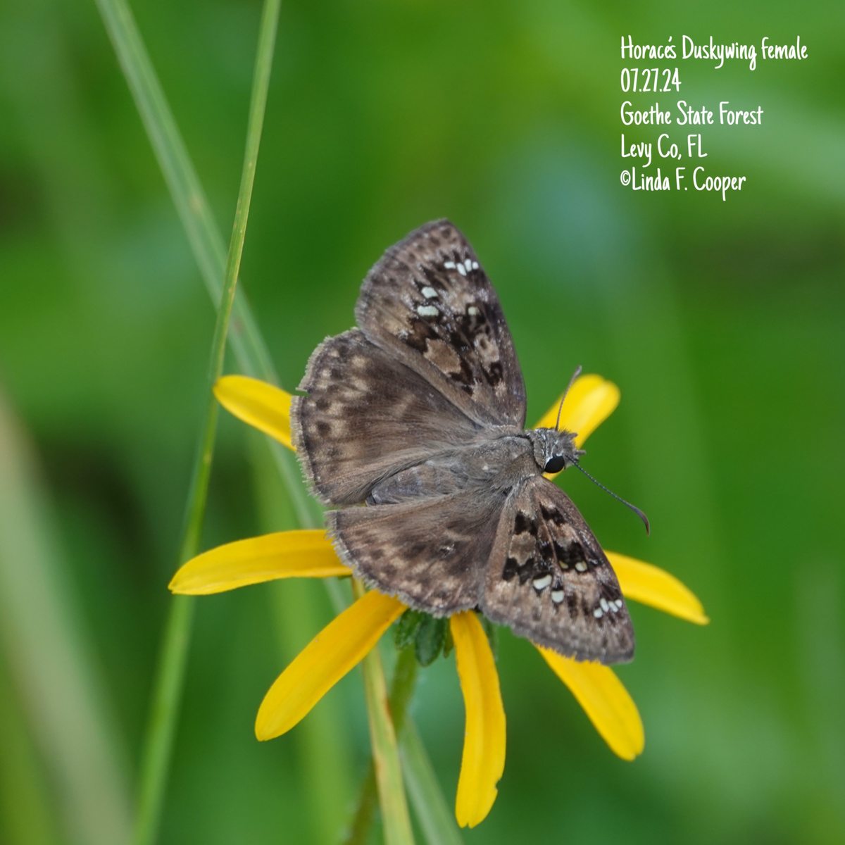 Recent sightings | NABA Butterfly Sightings