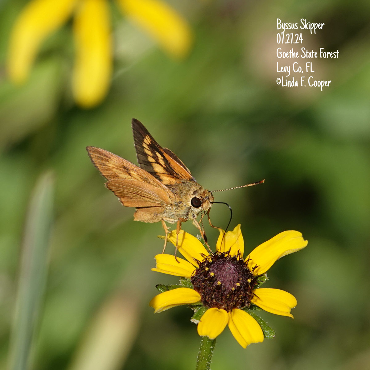 Recent sightings | NABA Butterfly Sightings