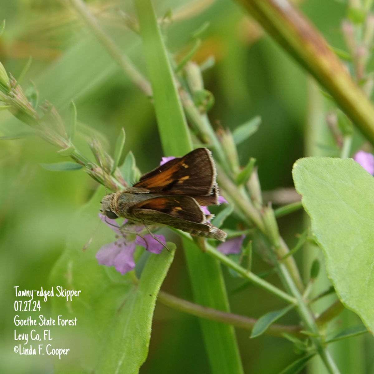 Recent sightings | NABA Butterfly Sightings