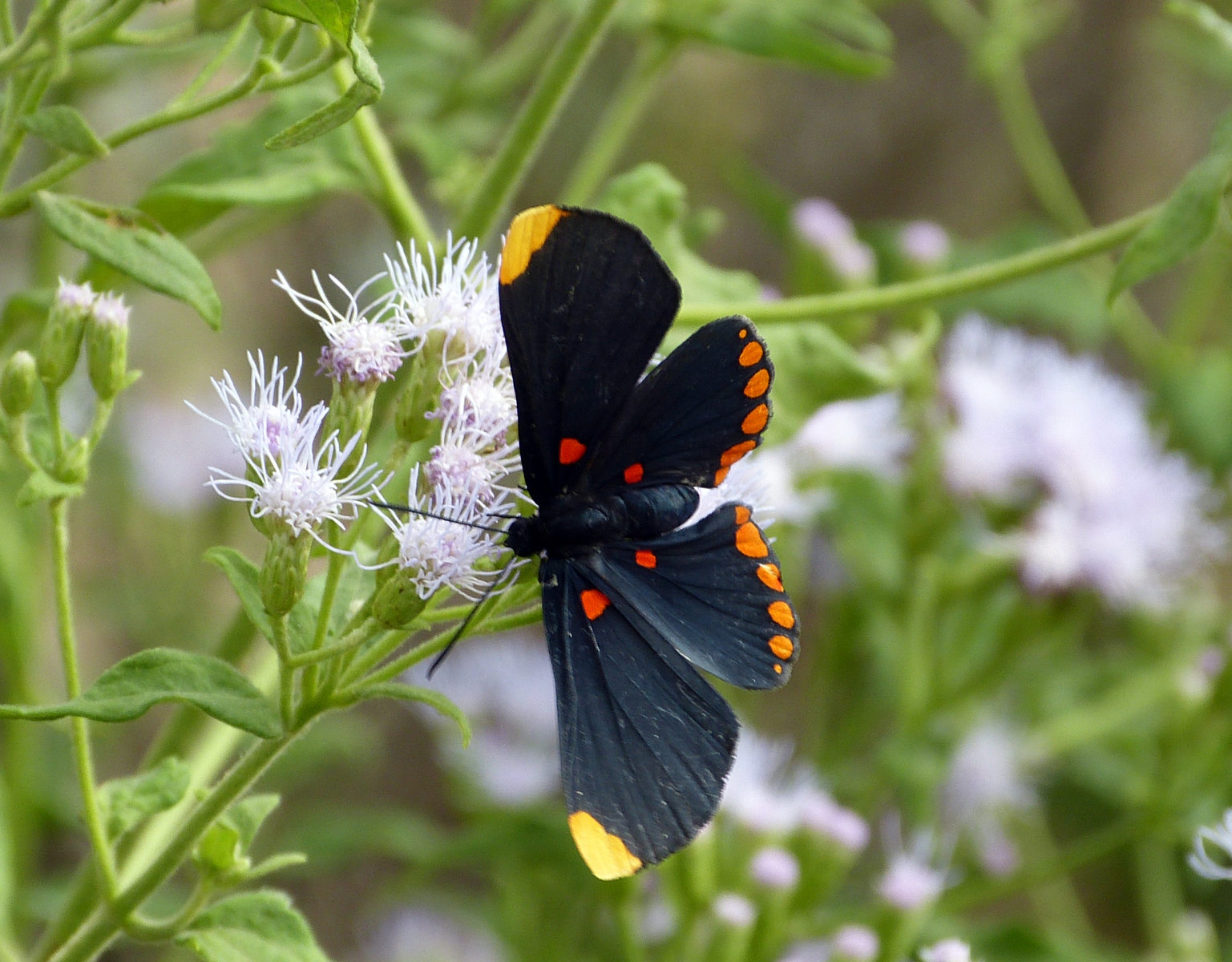 Sightings for October 2012 | NABA Butterfly Sightings