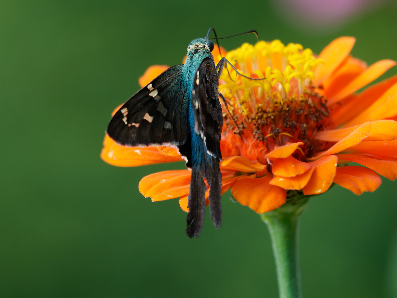 Recent sightings | NABA Butterfly Sightings
