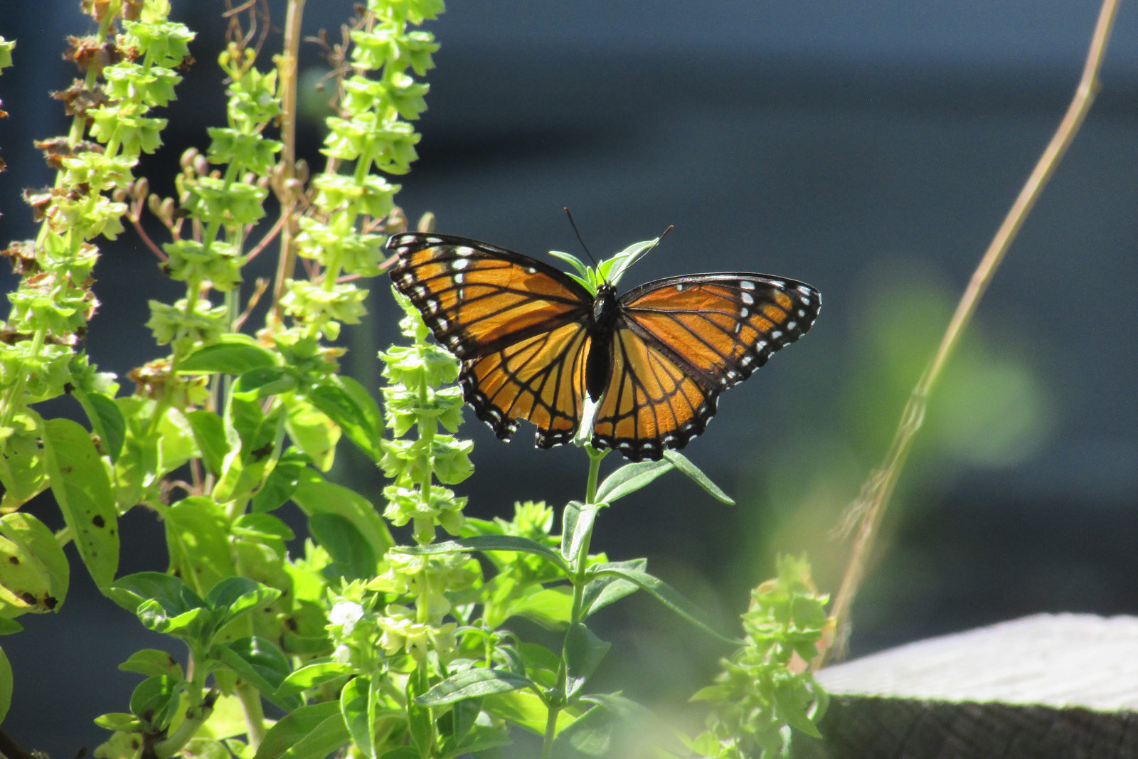 Recent sightings | NABA Butterfly Sightings