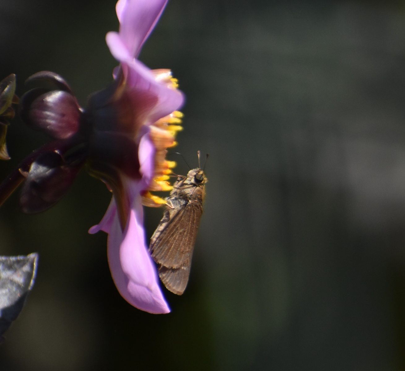 Recent sightings | NABA Butterfly Sightings