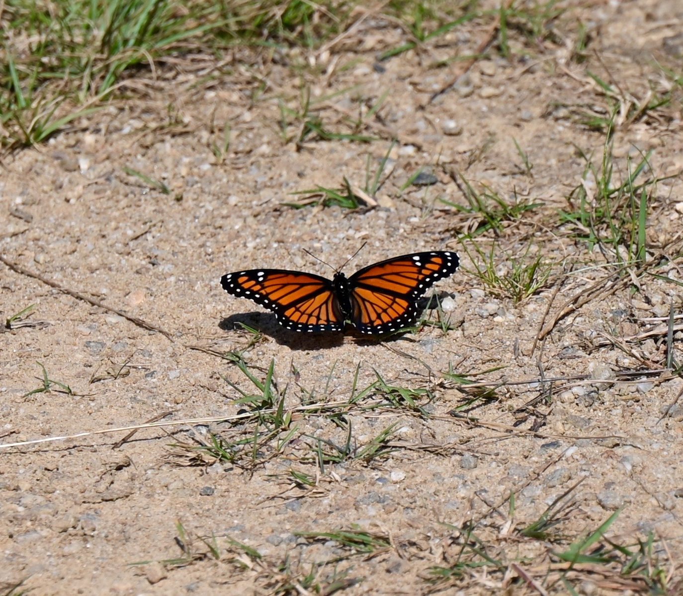 Recent sightings | NABA Butterfly Sightings