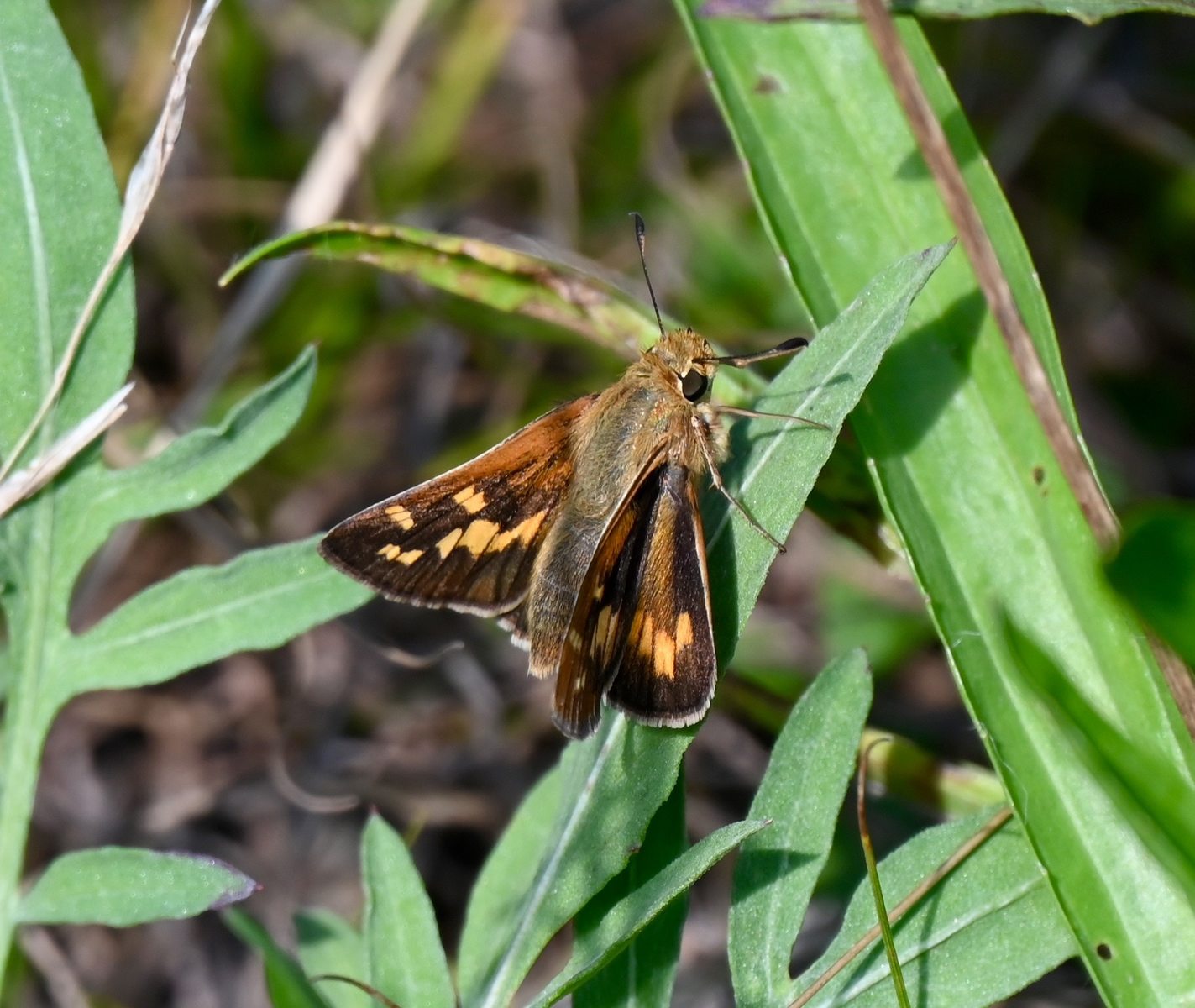 Recent sightings | NABA Butterfly Sightings